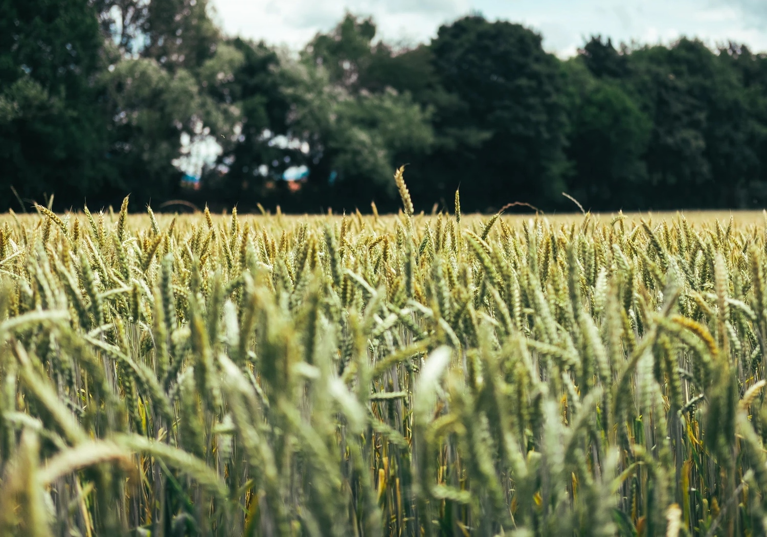 Biologiniai produktai padeda ūkininkauti strategiškai ir gauti derliaus priedo. • Bioversio