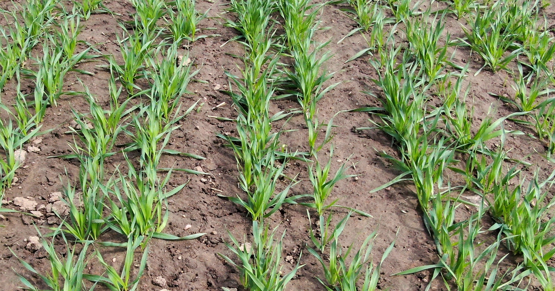 Kevadoder 2021 • Bioversija