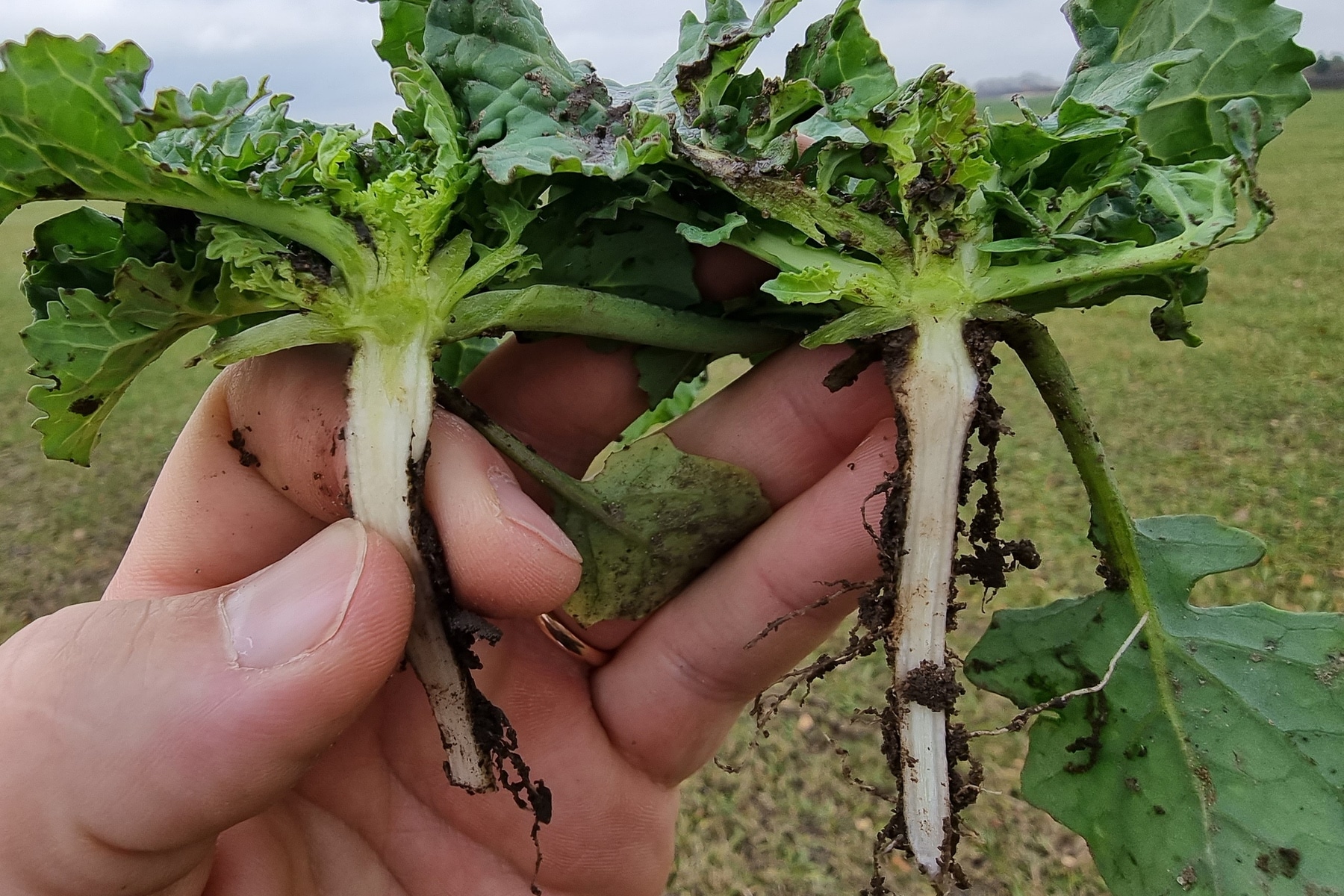 Agrovizija 2022. Kaip atrodo „Bioversio" laukeliai rudenį? • Bioversio