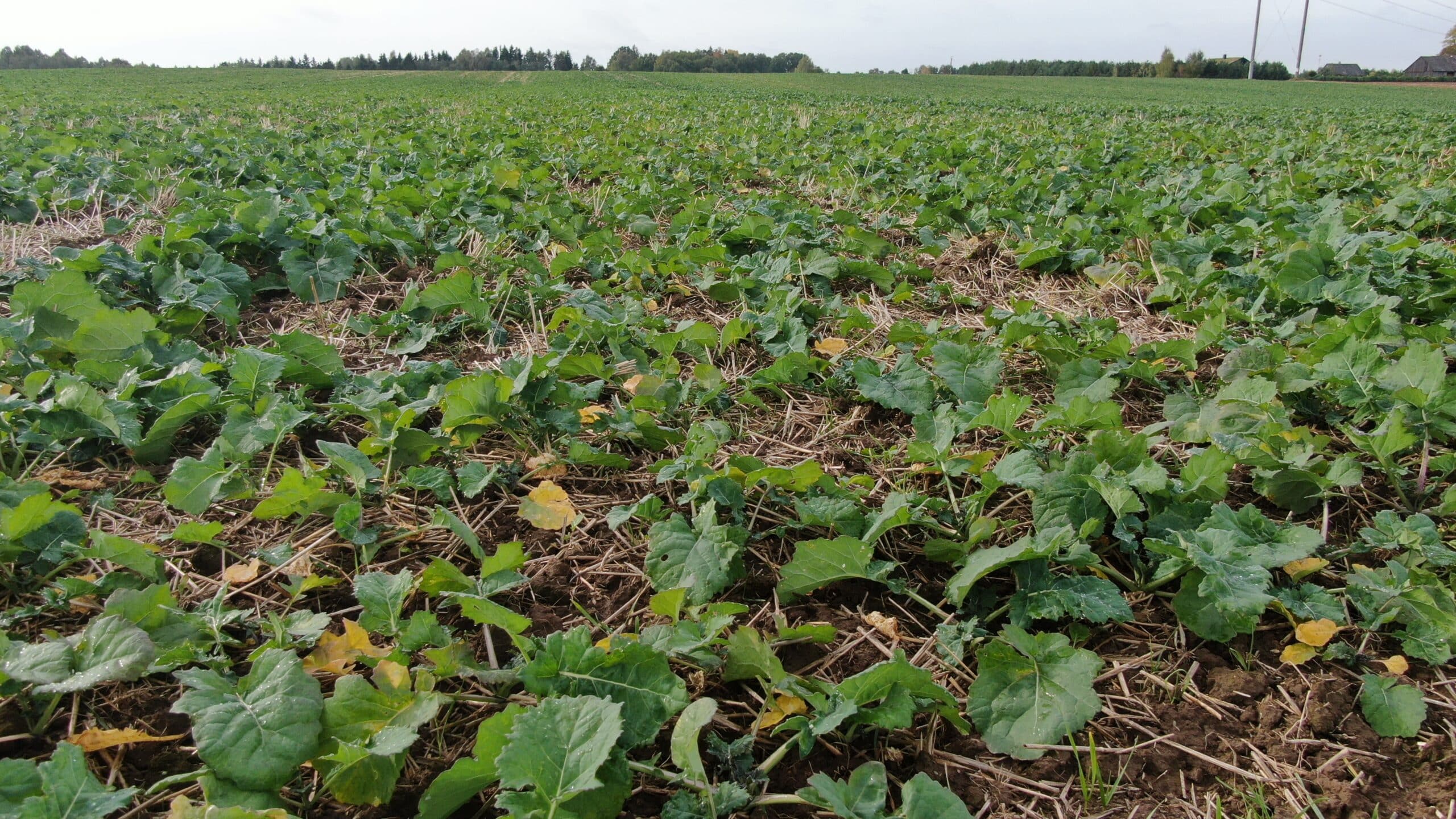 Žieminiai rapsai CHROME • Bioversio