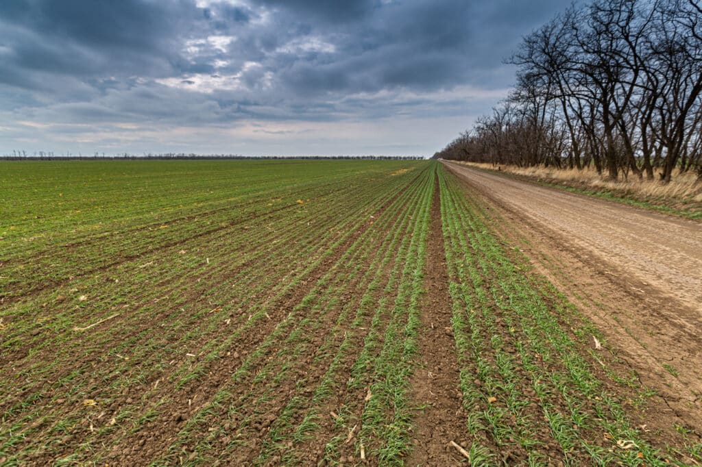 Plant feeding in autumn - the importance of the root • Bioversija